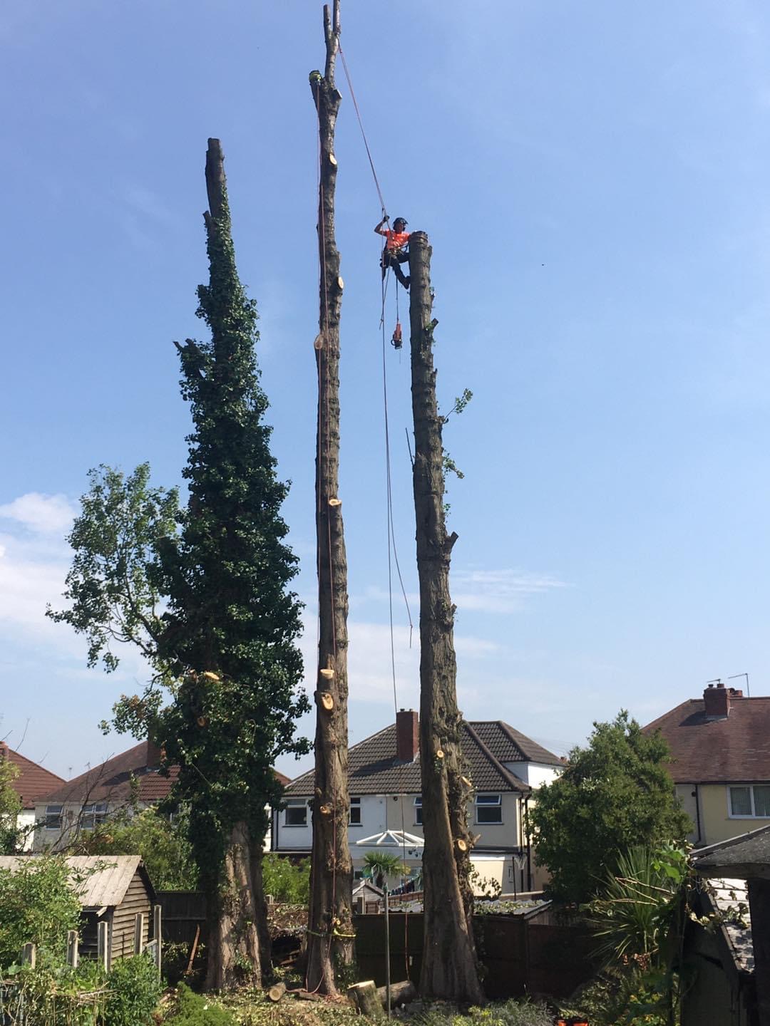 Tree Surgery – Tree surgery