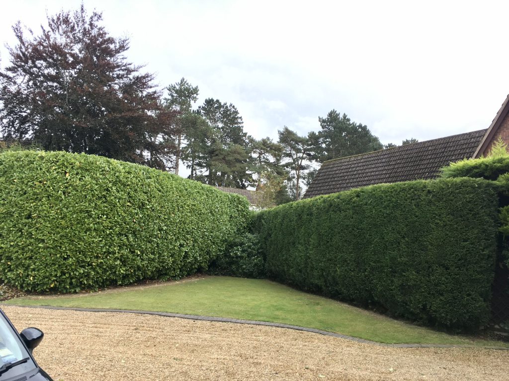 Hedge maintenance – Tree surgery